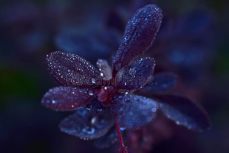 Dew Drops on Blue Leaves in the Night Garden Stock Photo - Image of ...