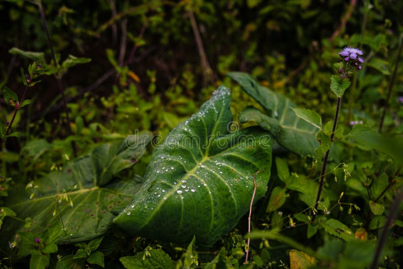 Leaves and water stock photo. Image of leaves, nature - 211570194