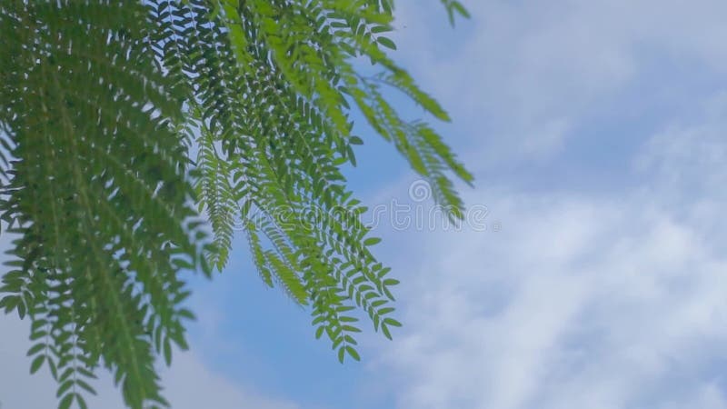Leaves Waving with the Sky in Background Stock Footage - Video of cute ...