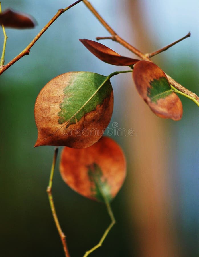 Leaves on the way to end stock photo. Image of driness - 114200306