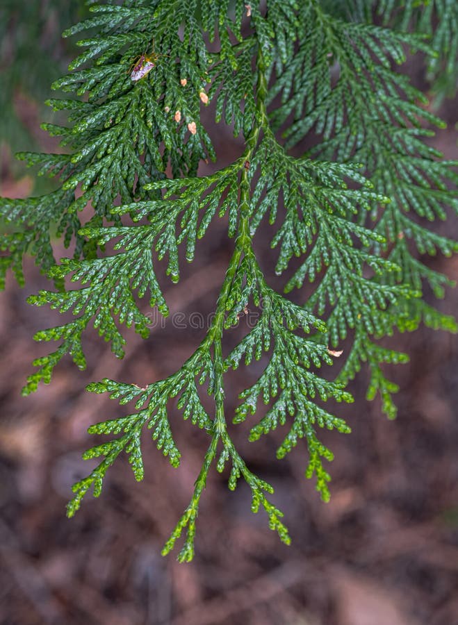 Western Red Cedar Cladding Wood Texture Natural Background Stock Image ...