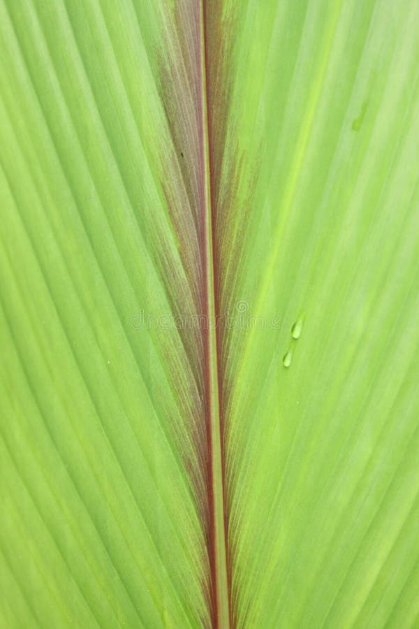The Leaves of the White Temu Tree in Indonesia are Green with a Red ...