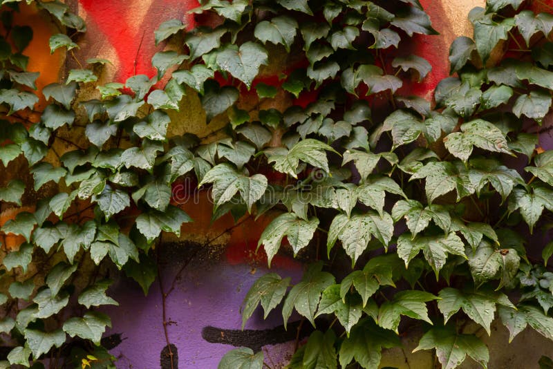 Leaves of Wild Grapes. Wall of Leaves of Wild Grapes Stock Image ...