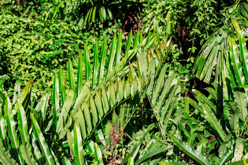 Leaves in the wild. stock image. Image of grow, botany - 97944585