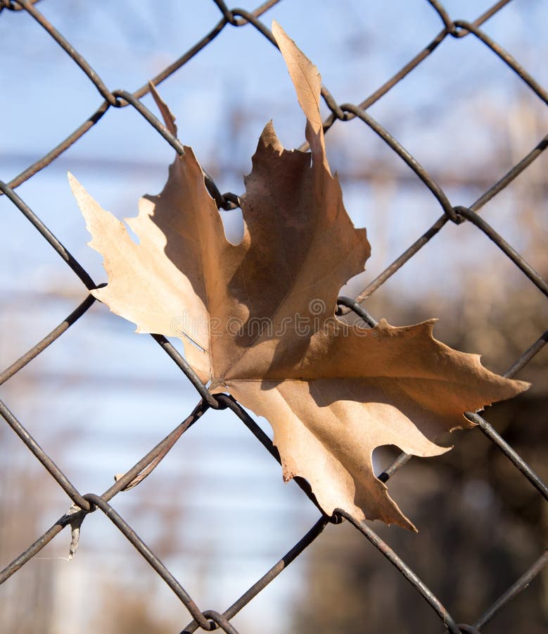 Leaves on the wire fence stock image. Image of leaf - 106595165