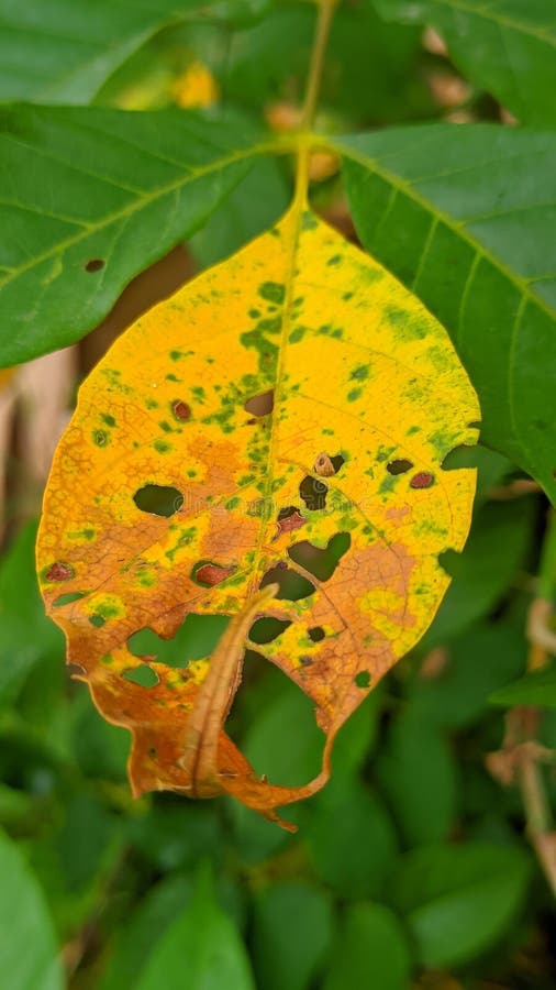 The Leaves Wither and Perforate Due To Pest Disturbances Stock Image ...