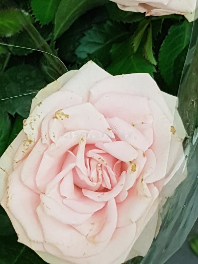 Patel Pink Roses In A Basket On White Wooden Table With Copy Space ...