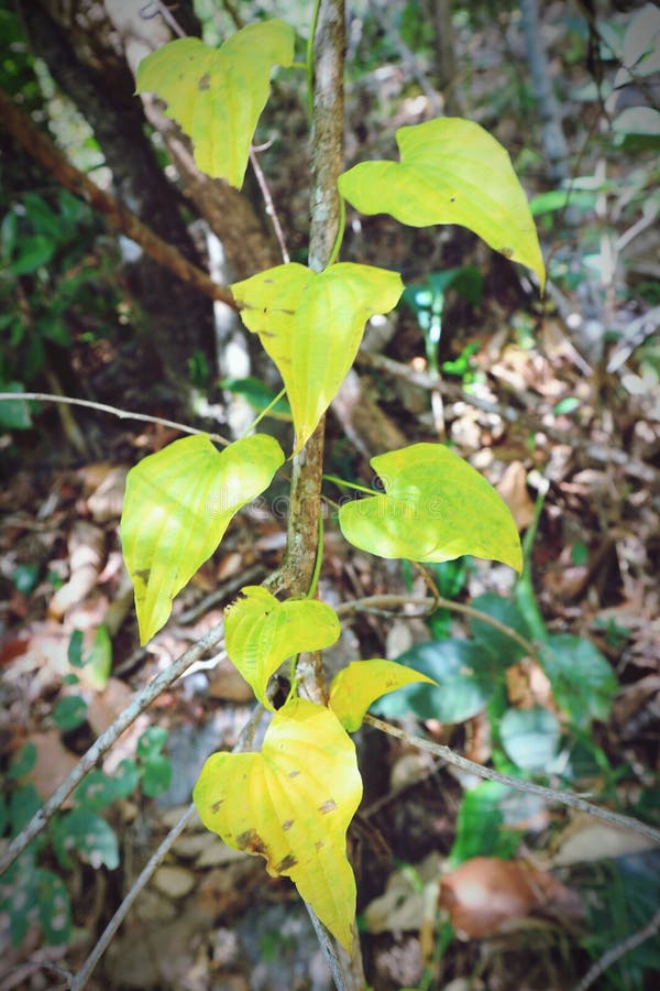 Leaves Yellow Forest Tree Green Background Pattern Ubonratchathani ...