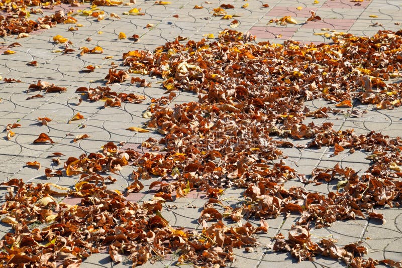 The Leaves are Yellow on the Ground. Autumn Leaf Fall Stock Photo ...