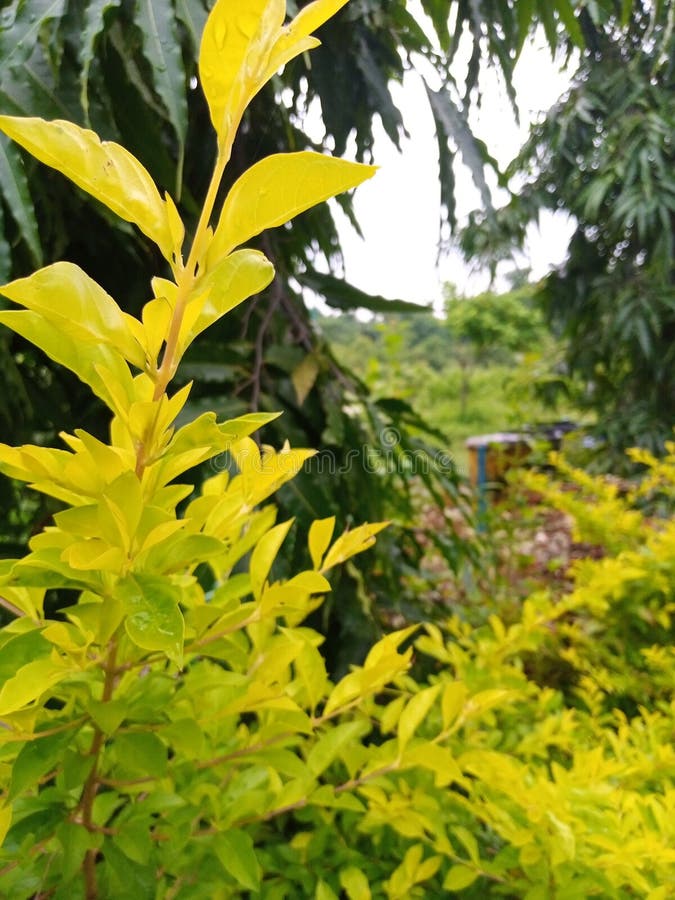 The Leaves are Yellow and Wet after the Calm and Cold Rain Stock Image ...