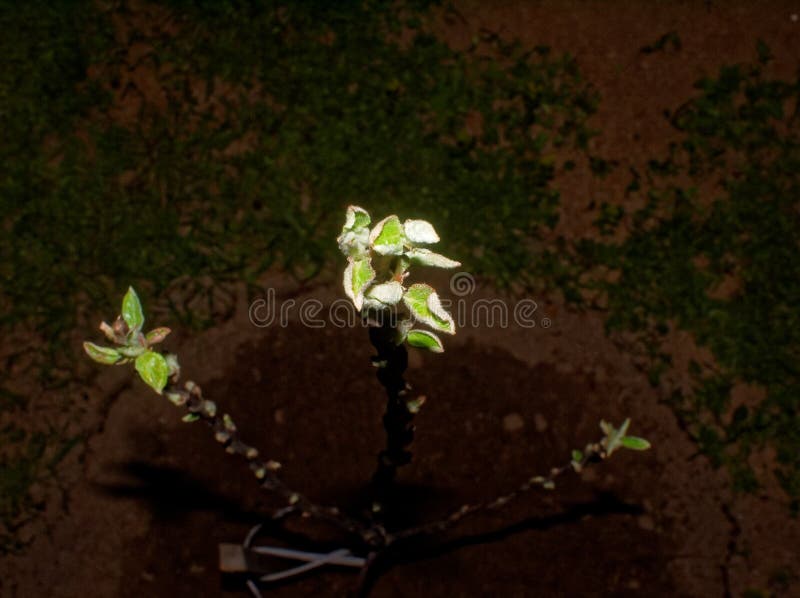 The Leaves of the Young Apple Trees at Night Stock Photo - Image of ...