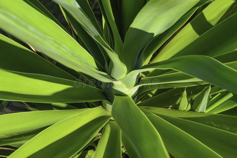 Leaves of a Young Palm Close-up As a Background Stock Photo - Image of ...