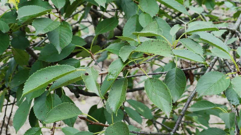 Leaves of a Young Tree in Summer Weather, Close-up Stock Footage ...
