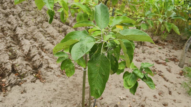 Leaves of a Young Tree in Summer Weather, Close-up Stock Footage ...