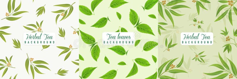 Green Tea Leaves Pattern Backgrounds. Herbal Leaf Pattern Cover Stock ...