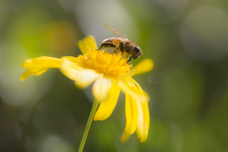 Leaving stock image. Image of daisy, buzz, closeup, flowerhead - 31037999