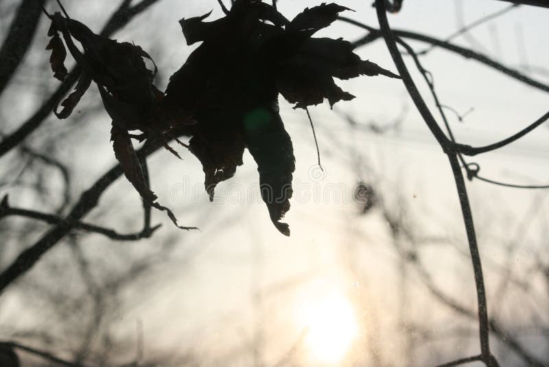 Leaving Fall stock image. Image of sunrise, leaving, leaf - 50821901