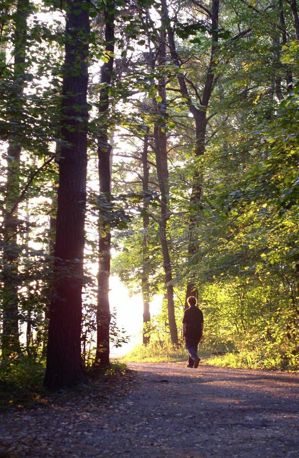 Leaving The Forest II Picture. Image: 3023452