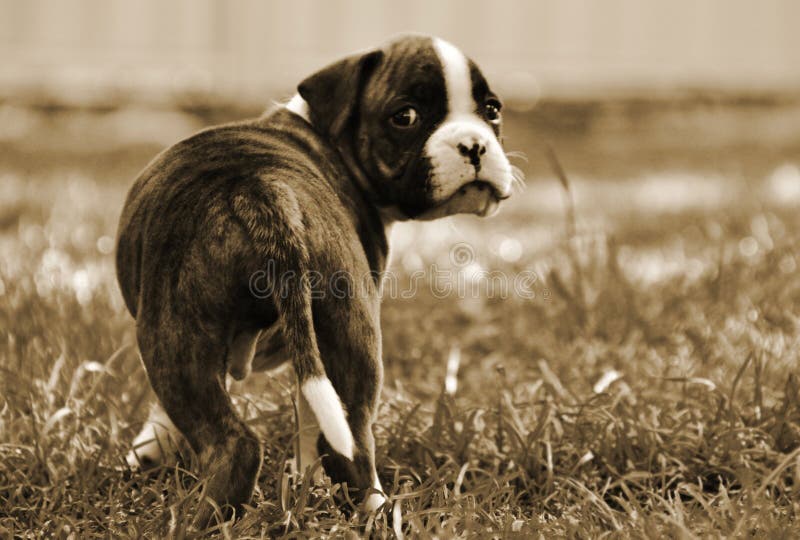 Leaving Home Boxer Puppy Looking Sad Stock Photo - Image of alone ...