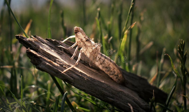Grasshopper Molt Shell Stock Photos - Free & Royalty-Free Stock Photos ...