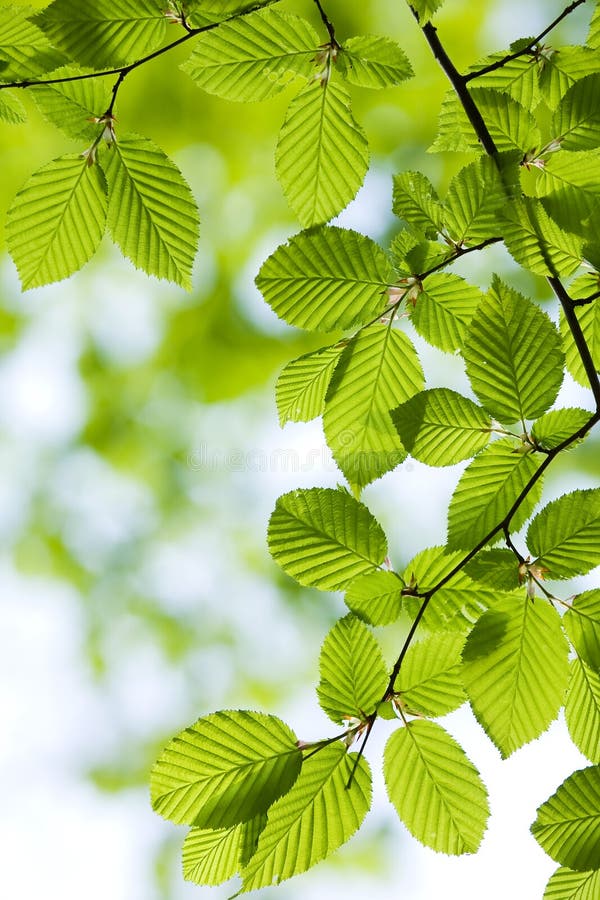 Leavs stock photo. Image of botany, bright, forest, season - 14315412