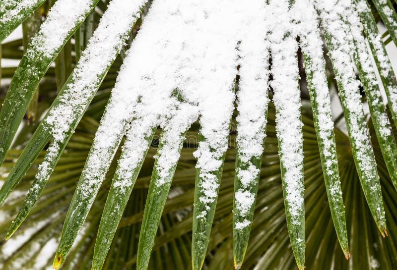 White Ice Covered Palm Cone Conifer Tree in Whole Frame Illustration in ...