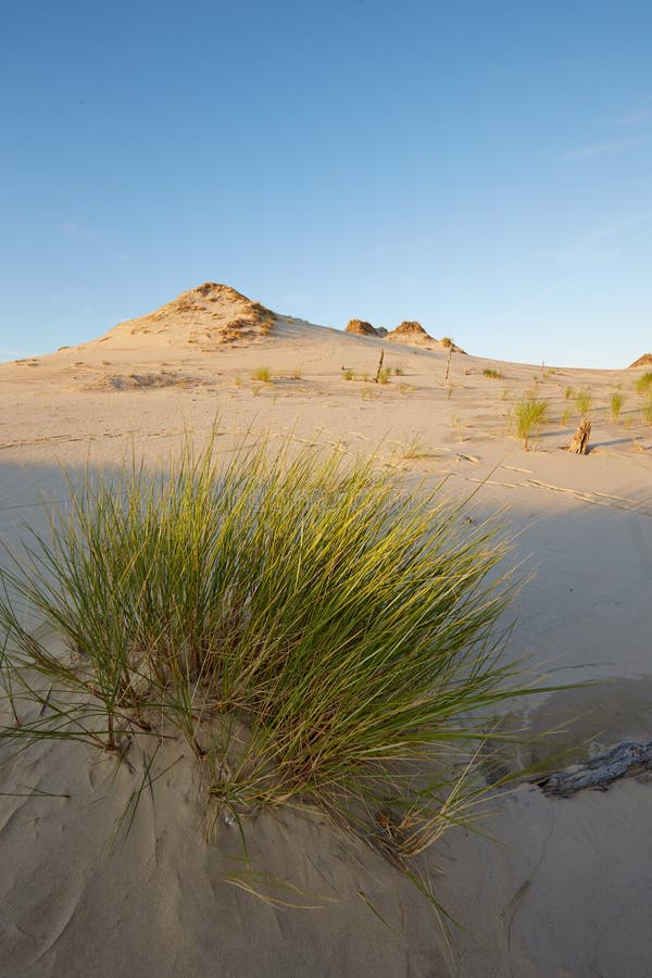Leba sand dune stock photo. Image of pomeranian, baltic - 203387146