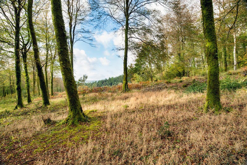 Leball Woods stock image. Image of travel, moss, southwest - 46782259