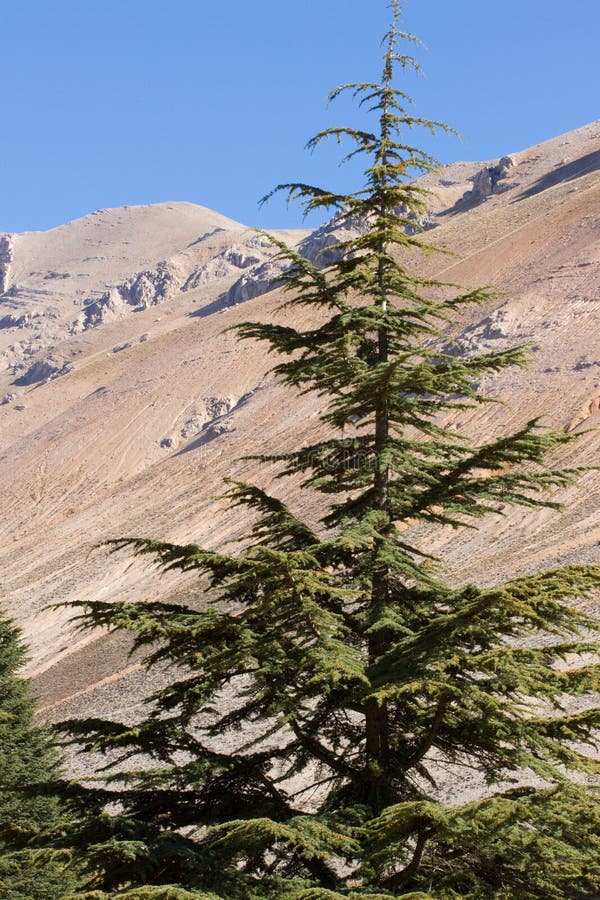 Lebanese Cedar Tree in the Forest Peak Mountains Stock Image - Image of ...