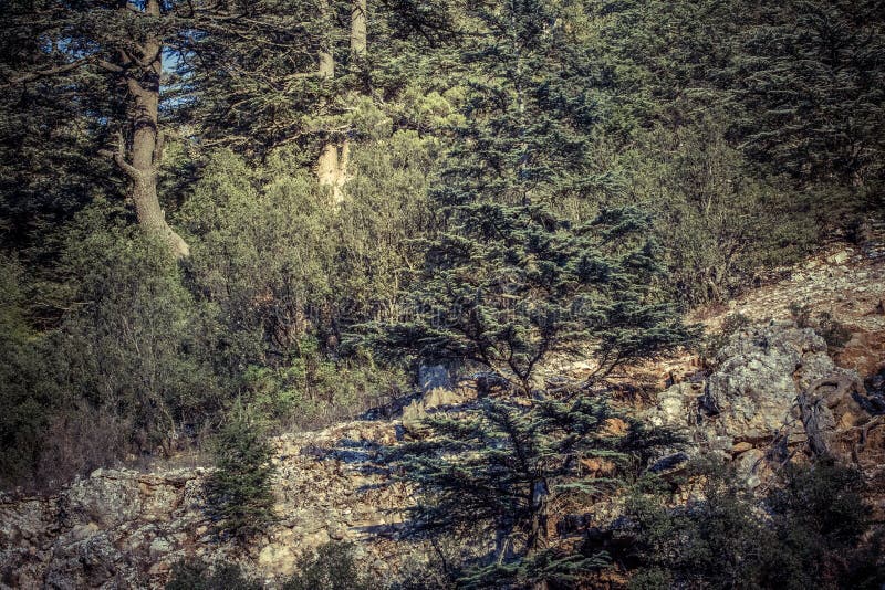Lebanese Cedar Tree in the Forest Peak Mountains Stock Photo - Image of ...