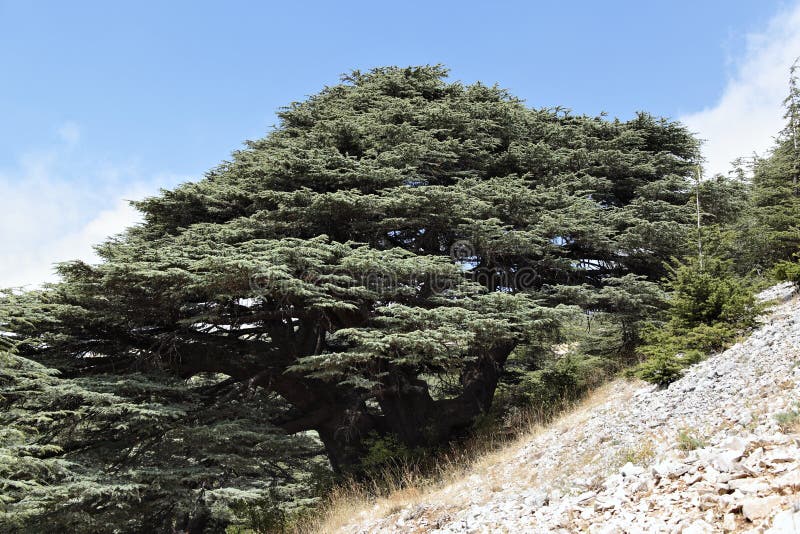 Cedar Tree, Lebanon stock photo. Image of tree, background - 10557894