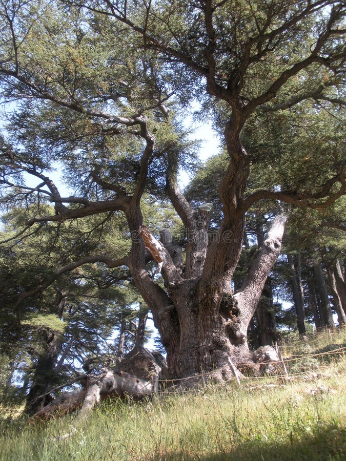 Lebanon Cedar stock image. Image of forest, green, forests - 58872745
