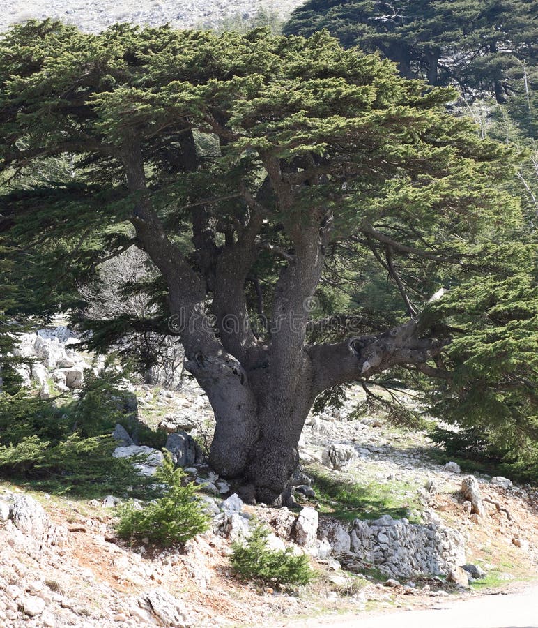 Lebanon Cedar stock photo. Image of cedar, libani, lebanese - 70083338