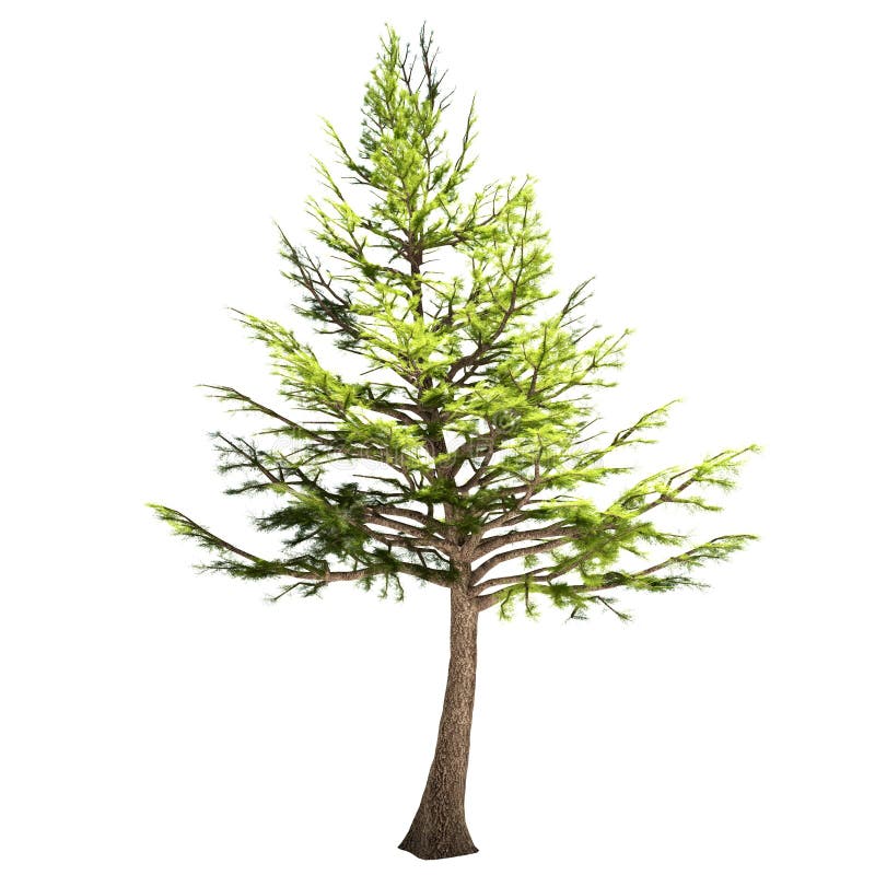 Royalty Free Lebanese Cedar Tree Clip Art Vector Images Lebanon Cedar