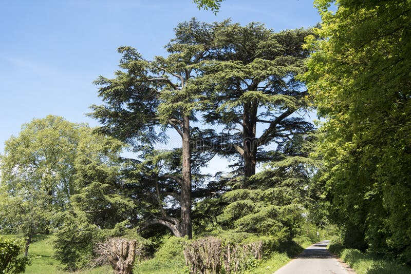 Lebanon Cedar, Old Protected Tree in Park Stock Image - Image of ...