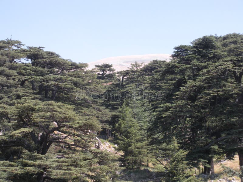 Cedars of Lebanon stock photo. Image of forest, levantine - 100358304