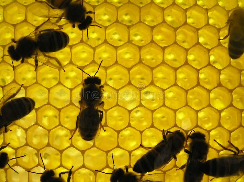 Leben Der Insekte. Biene Auf Honeyco Stockbild - Bild von bienenwaben ...