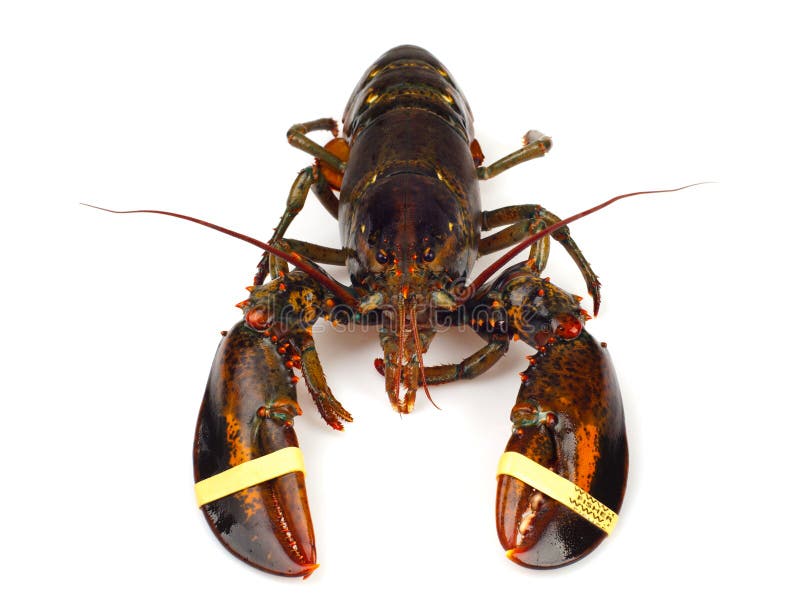 Frischer lebender Hummer stockfoto. Bild von hummer, frischer - 25526602