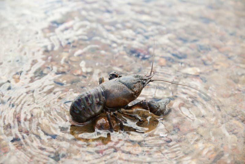 Lebendige Panzerkrebse Getrennt Stockbild - Bild von bild, kalt: 20937157