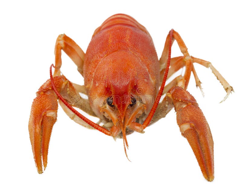 Lebendige Panzerkrebse Getrennt Stockbild - Bild von bild, kalt: 20937157
