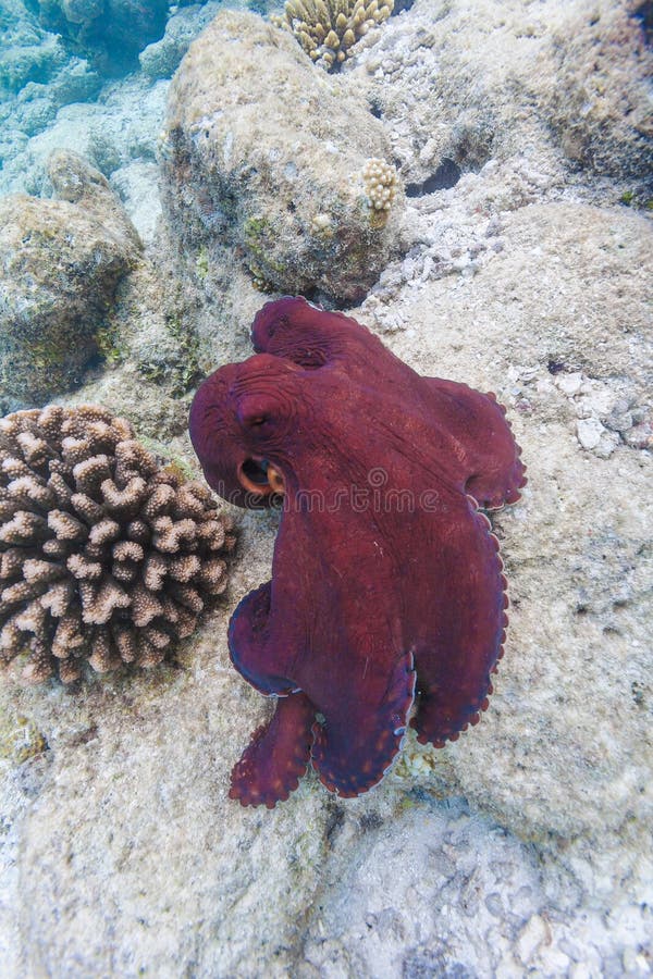 Lebendige Rote Krake, Die Auf Korallenriff, Malediven Sitzt Stockbild ...