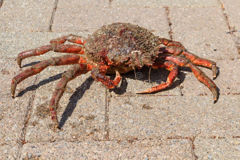 Lebendige Seespinnen in Einem Eimer Stockbild - Bild von schere ...