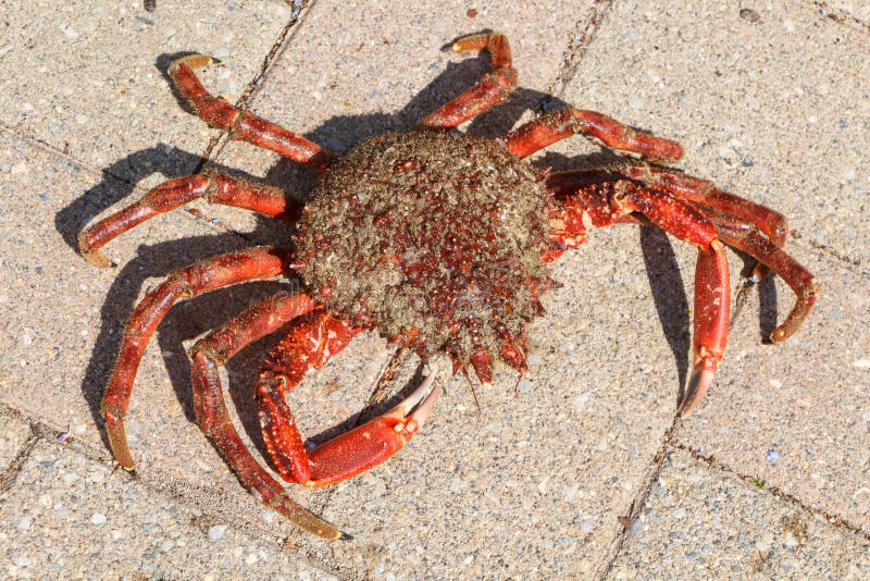 Lebendige Seespinnen in Einem Eimer Stockbild - Bild von schere ...