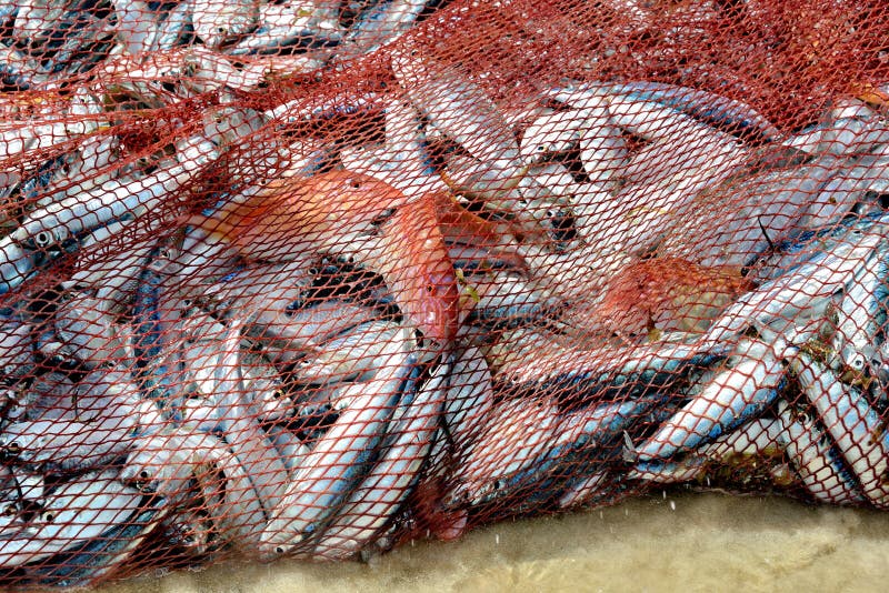 Lebendige Verschiedene Fische Im Netz. Stockfoto - Bild von nave ...