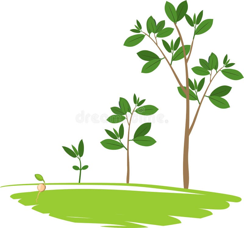 Lebenszyklus Eines Baums: Vom Samen Zum Großen Baum Vektor Abbildung ...