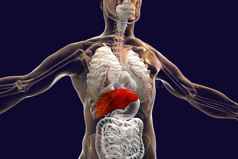 Menschliche Leber stock abbildung. Illustration von symptom - 18816010