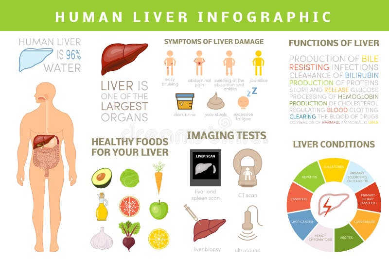 Leber infographic vektor abbildung. Illustration von gesundheit - 67529114