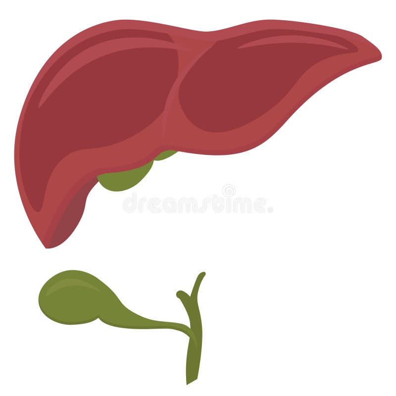 Leber. Vektorgrafik Zum Thema Anatomie Vektor Abbildung - Illustration ...