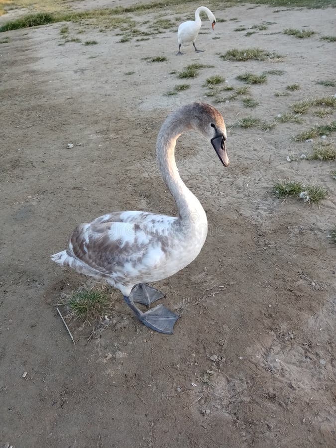 Leberi on a Walk Along the Kuban River Bank Stock Photo - Image of bird ...
