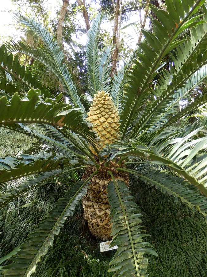 Female Encephalartos Lehmannii Cycad with Cone Stock Photo - Image of ...